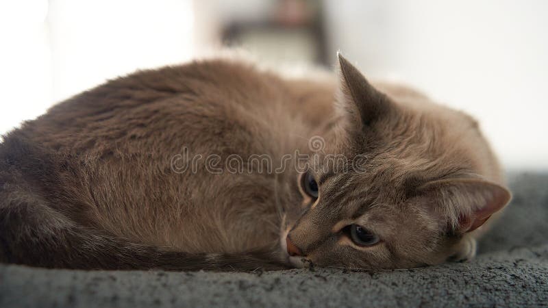 Sleeping Cat Peacefully Rests on a Bed Stock Image - Image of nature ...
