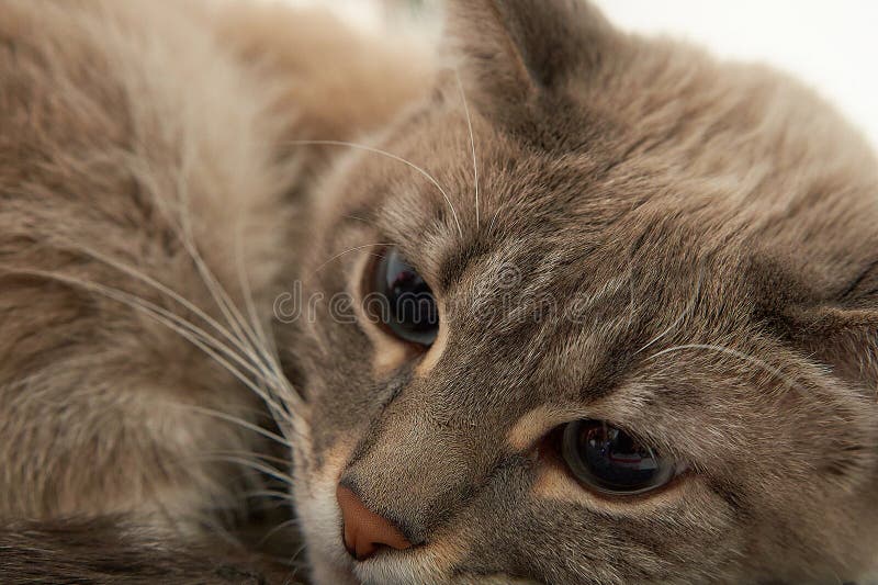 Sleeping Cat Peacefully Rests on a Bed Stock Photo - Image of table ...