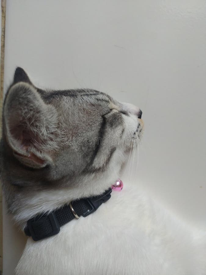 Sleeping Cat with Pink Collar Stock Photo - Image of pink, bell: 272278722