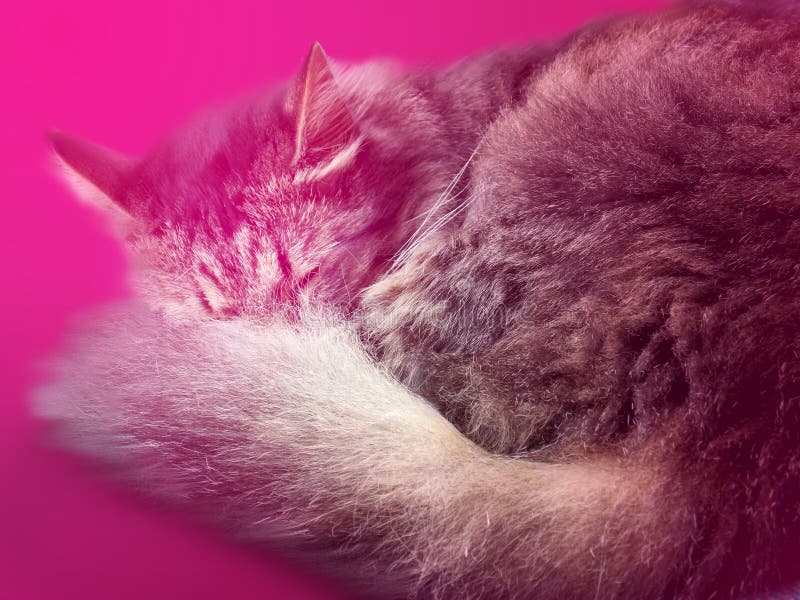 Sleeping cat in pink color stock image. Image of animal - 102031111