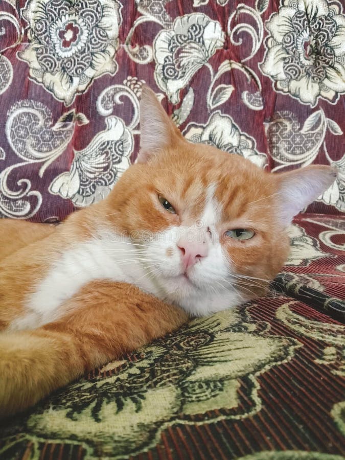 Sleeping Cat Pose while Looking at the Camera Stock Image - Image of ...