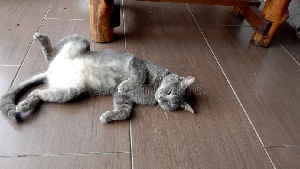 Sleeping cat pose stock photo. Image of finding, pose - 373115054