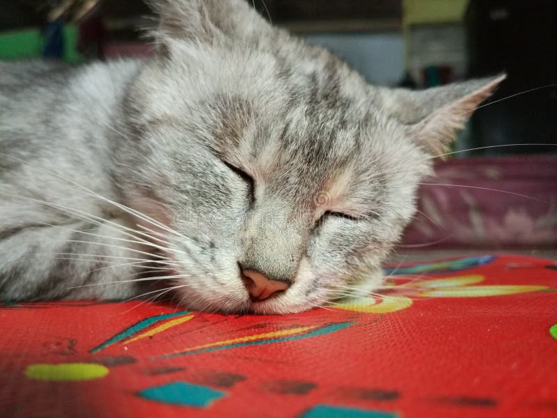 Sleeping Cat at the Red Carpet Stock Photo - Image of carpet, sleeping ...