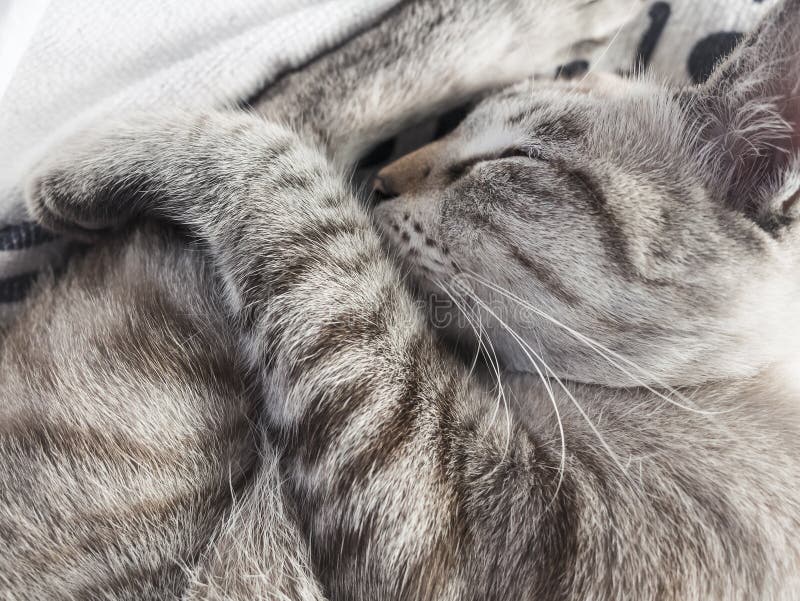 Sleeping Cat Relax Comfortable Close Up Stock Photo - Image of cute ...