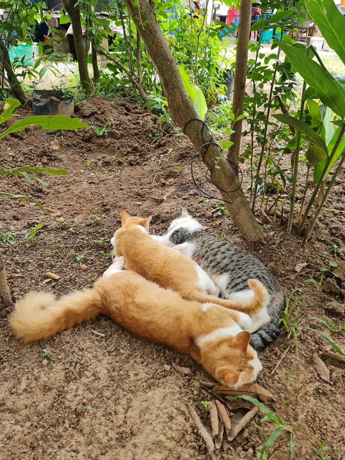 Sleeping cat on sand stock image. Image of mammal, flower - 244761481
