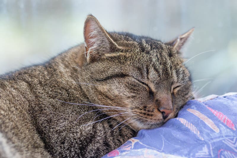 Sleeping cat stock photo. Image of lovely, animal, feline - 67030686