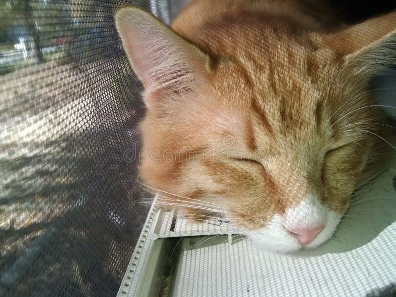 Sleeping cat stock photo. Image of ture, sleeping, outside - 62311318