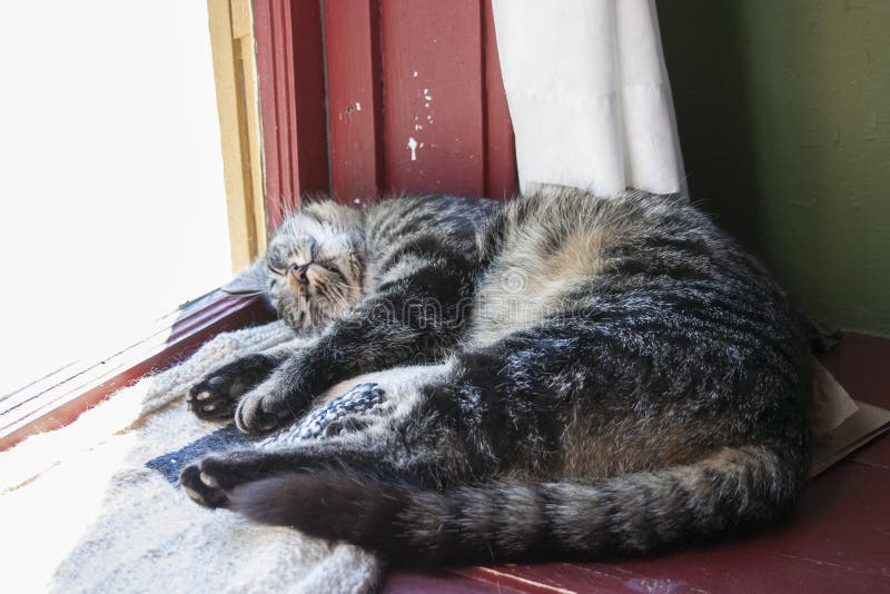 Sleeping Cat stock image. Image of window, sleeping, pets - 80985809