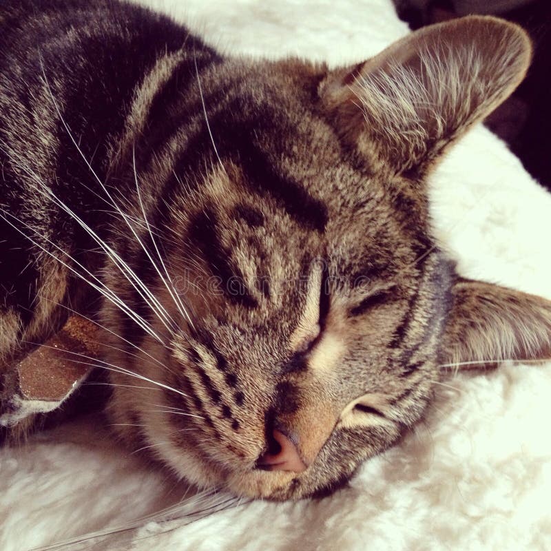 Sleeping cat stock photo. Image of asleep, cute, kitten - 50001590