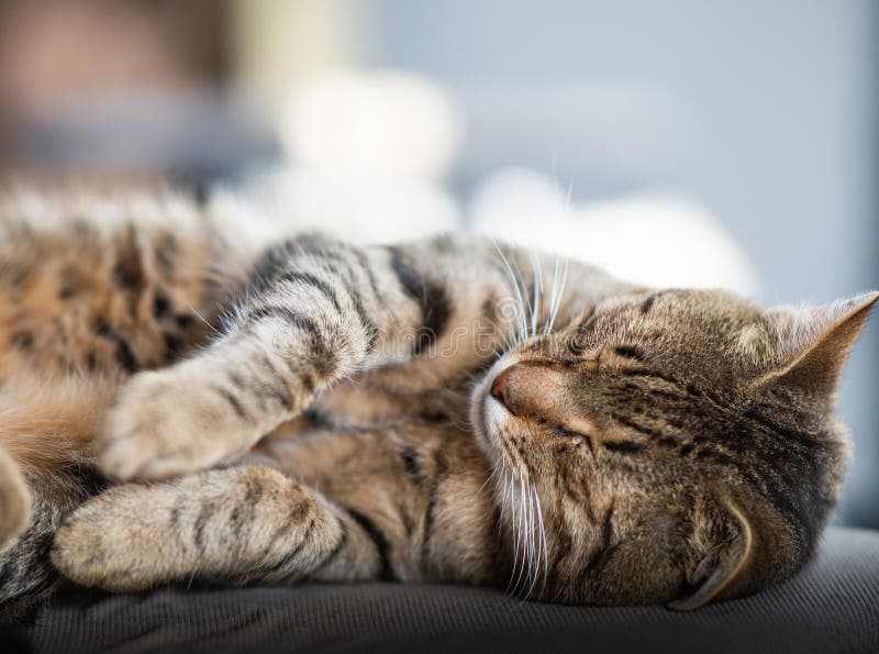 A Beautiful Cat Sleeps on the Bed. Sleeping Cat Stock Photo - Image of ...