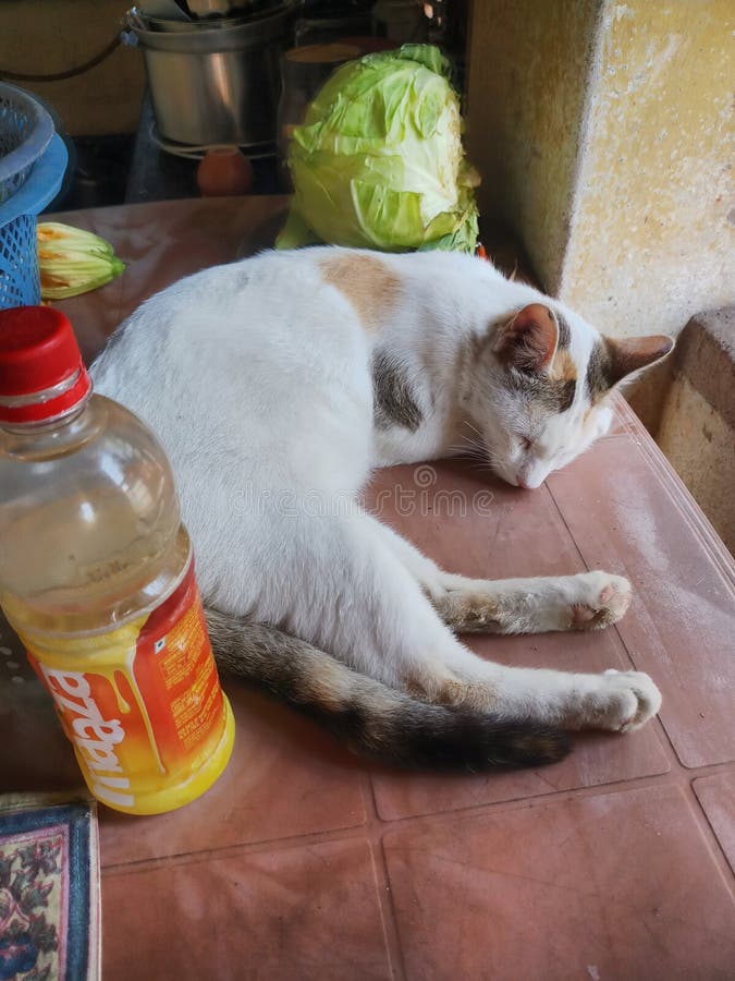 Sleeping cat in table editorial stock photo. Image of table - 198324528