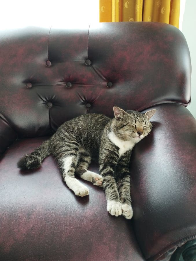 Sleeping Cat, Tired, Funny Cat, Dedek Stock Photo - Image of tired ...