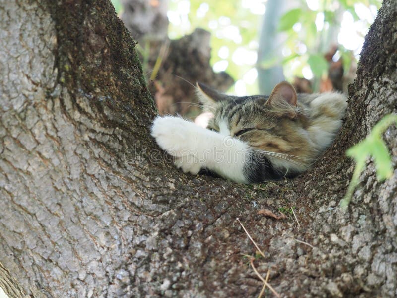 Sleeping cat on a tree stock image. Image of furry, tree - 334163485