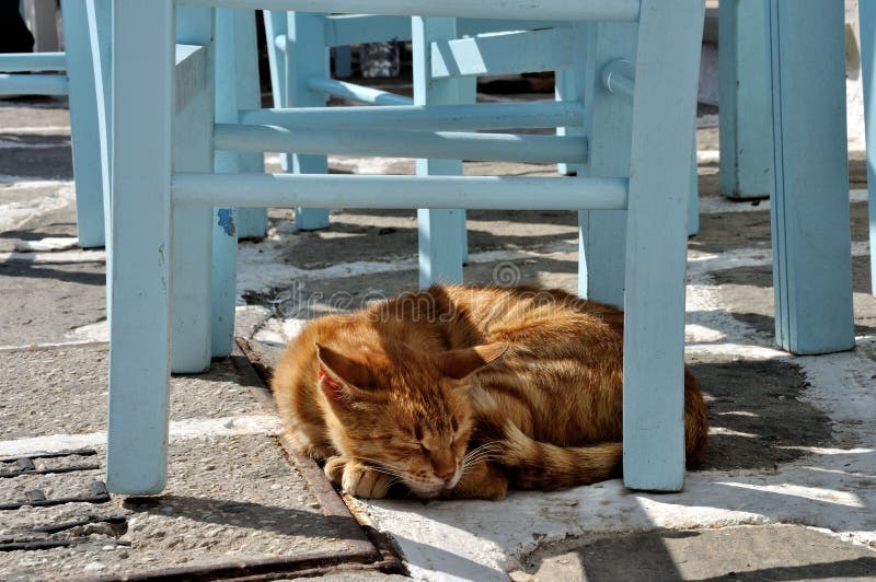 Sleeping cat stock photo. Image of summer, relax, greece - 55532684