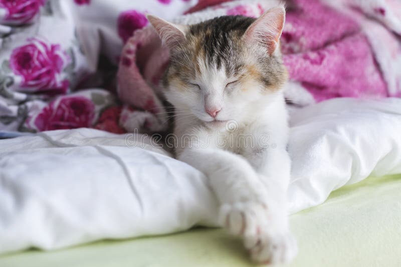 Cat Sleeping at Home. Pet Under Blanket Stock Photo - Image of cats ...