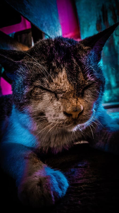 A Sleeping Cat with a Very Cute Pose Stock Photo - Image of sleeping ...