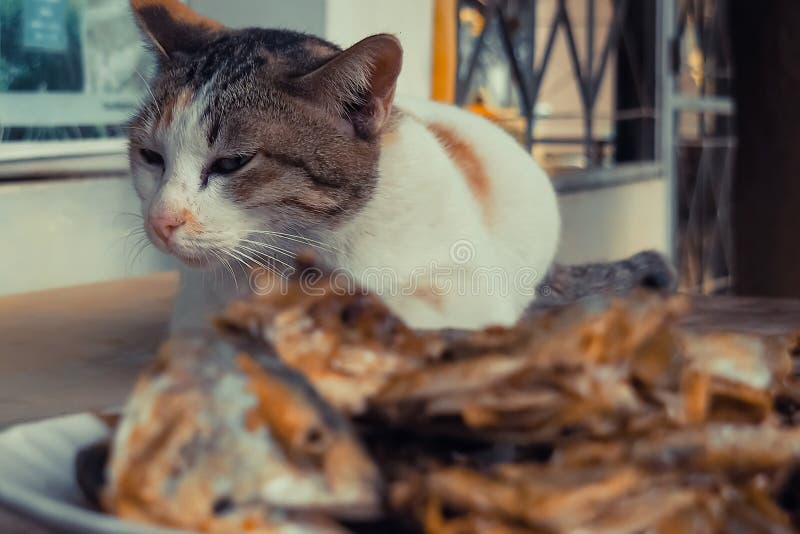 Cat Watch Deep Fried Fish Head Stock Image - Image of closeup, gourmet ...