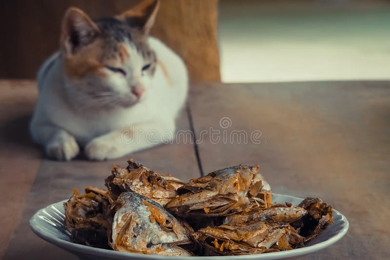 Sleeping Cat Watch Deep Fried Fish Head. Selective Focus on the Stock ...