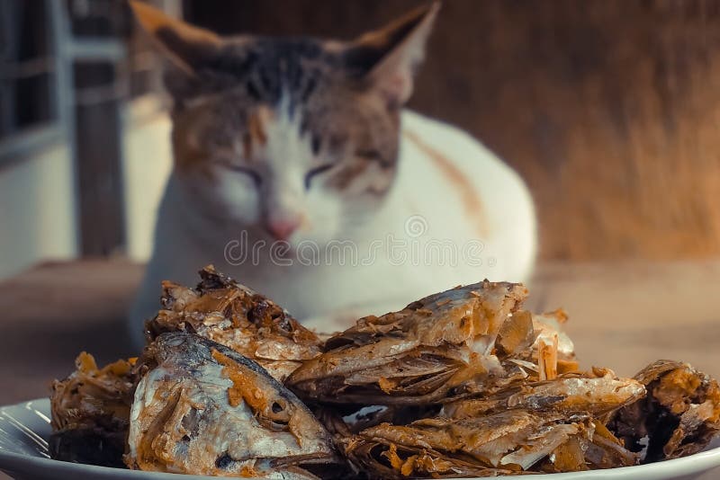 Sleeping Cat Watch Deep Fried Fish Head. Selective Focus on the Stock ...