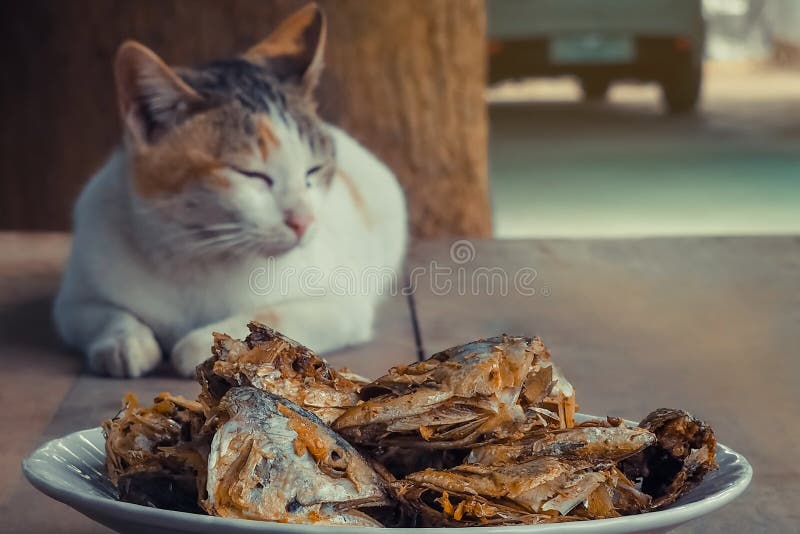 Sleeping Cat Watch Deep Fried Fish Head. Selective Focus on the Stock ...