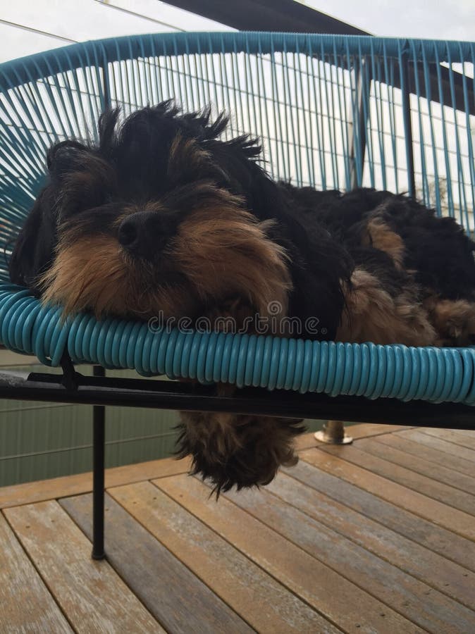 Sleeping Cavoodle stock photo. Image of sleep, resting - 111015396