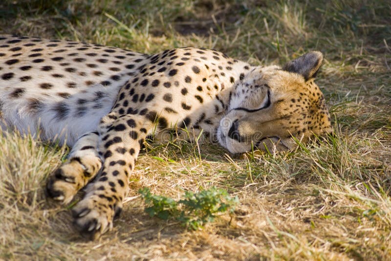 Sleeping cheetah stock image. Image of fluffy, nostril - 2750383