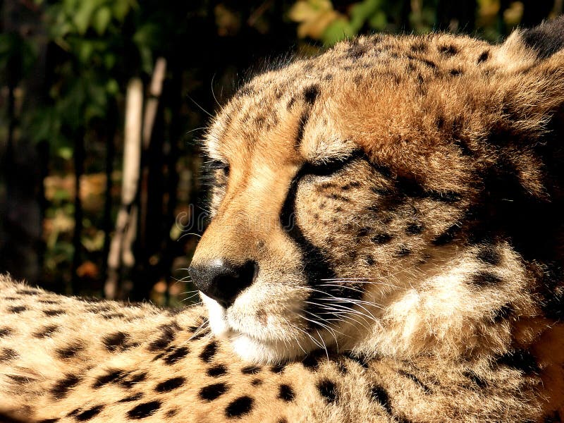 Sleeping cheetah stock photo. Image of body, straw, close - 64259000