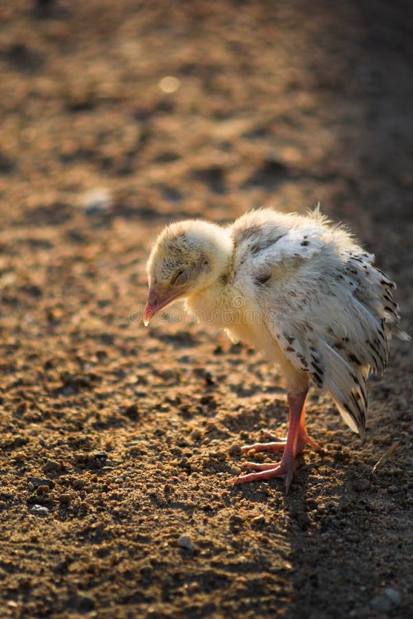 Sleeping chick stock image. Image of chick, chicken, sleeping - 96038459