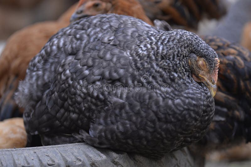 Sleeping chicken stock photo. Image of cute, farm, fowl - 63569196