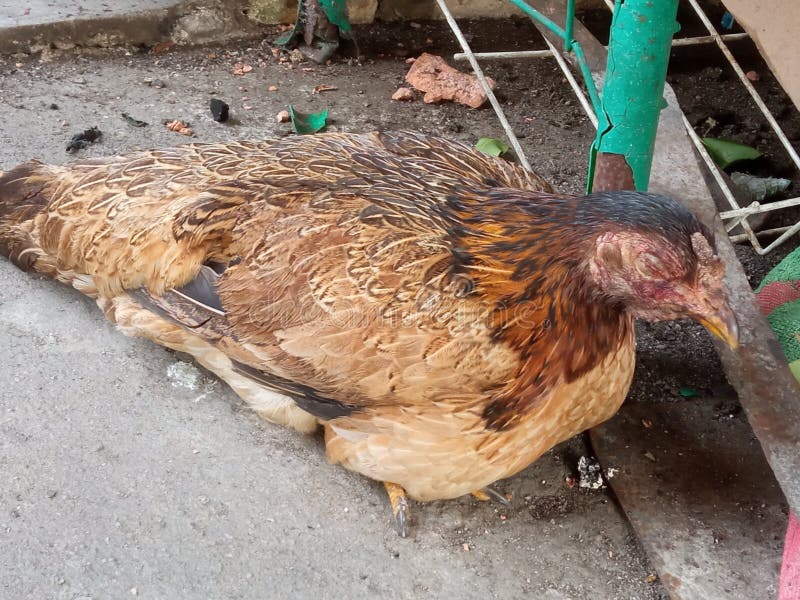 Sleeping chicken very cute stock photo. Image of chicken - 239459220