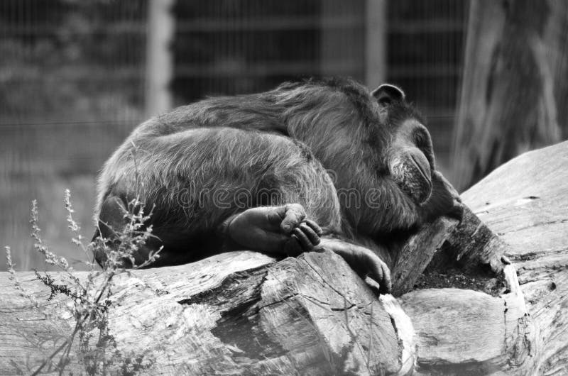 Sleeping Chimpanzee stock image. Image of monkey, peaceful - 45771067