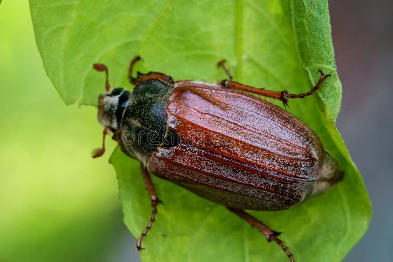 Cockchafer close up stock photo. Image of beetle, scarab - 116478018