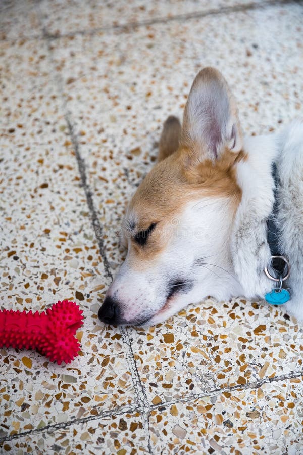 Sleeping Corgi Dog with Her Toy Stock Photo - Image of baby, modern ...