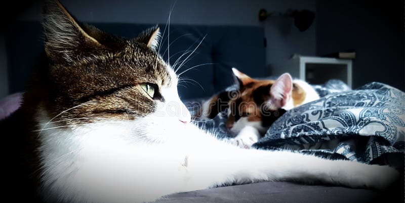 Sleeping couple of cats stock image. Image of cats, bedroom - 176840495