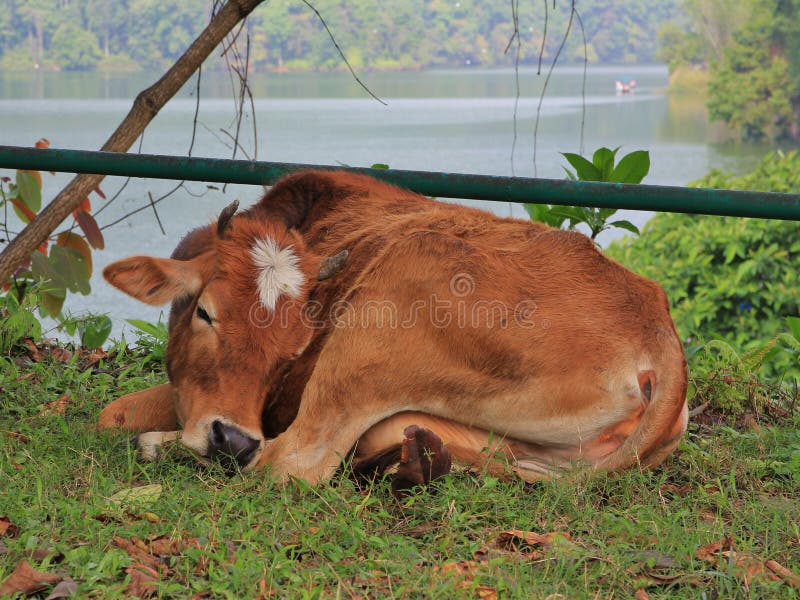 1,234 Cow Sleeping Stock Photos - Free & Royalty-Free Stock Photos from ...