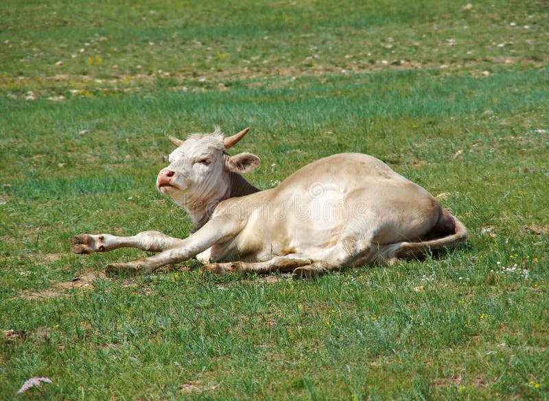 Sleeping cow stock photo. Image of summer, water, green - 78404260