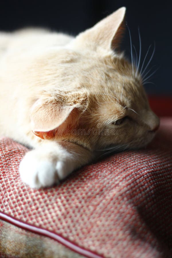 Sleeping Cream Tabby Cat on a Red Pillow Stock Photo - Image of orange ...