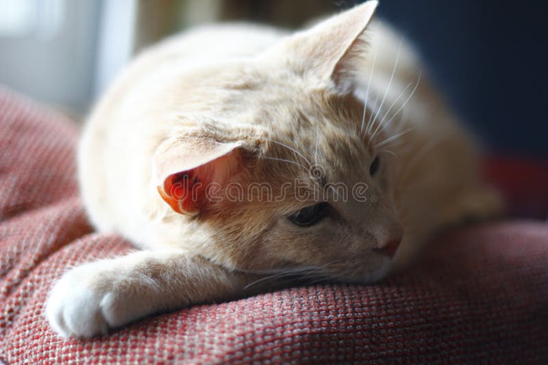 Sleeping Cream Tabby Cat on a Red Pillow Stock Image - Image of funny ...