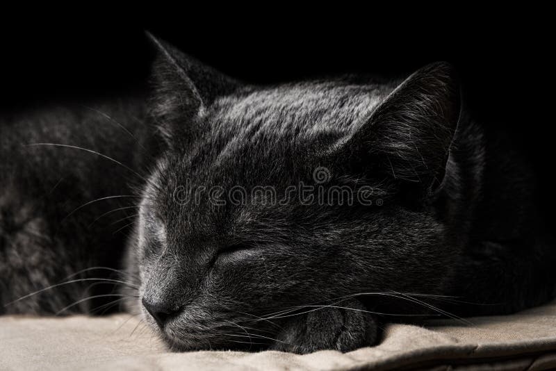 Sleeping dark gray cat stock image. Image of pets, blue - 26609799