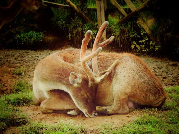 Sleeping deer stock image. Image of animal, java, deer - 264974259