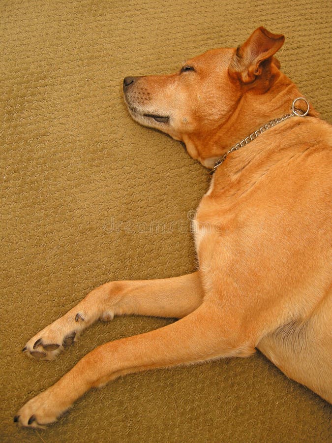 Sleeping dog stock photo. Image of sleeping, doggy, hounds - 12322154