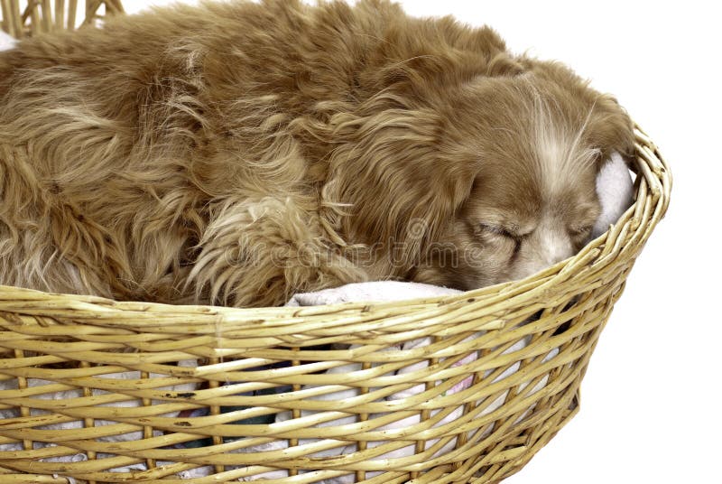 Sleepy Cockapoo stock image. Image of gardens, friendly - 140501247