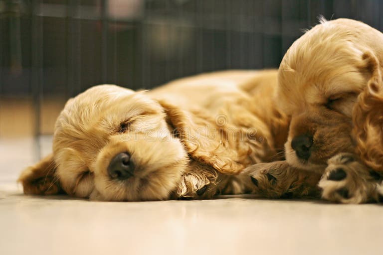 570 Cavapoo Dog Stock Photos - Free & Royalty-Free Stock Photos from ...