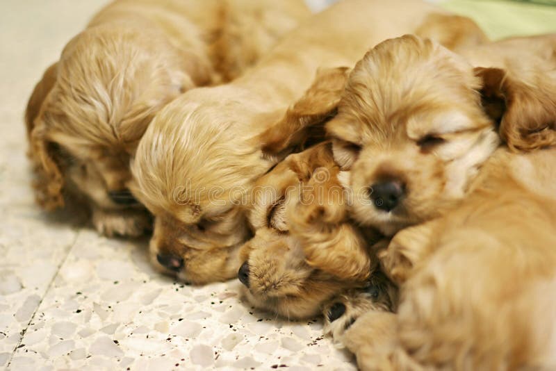 400 Cavapoo Puppy Stock Photos - Free & Royalty-Free Stock Photos from Dreamstime