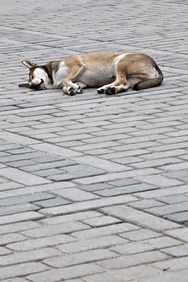 Dead (or Sleeping) Stray Dog Stock Photo - Image of lying, died: 32814792