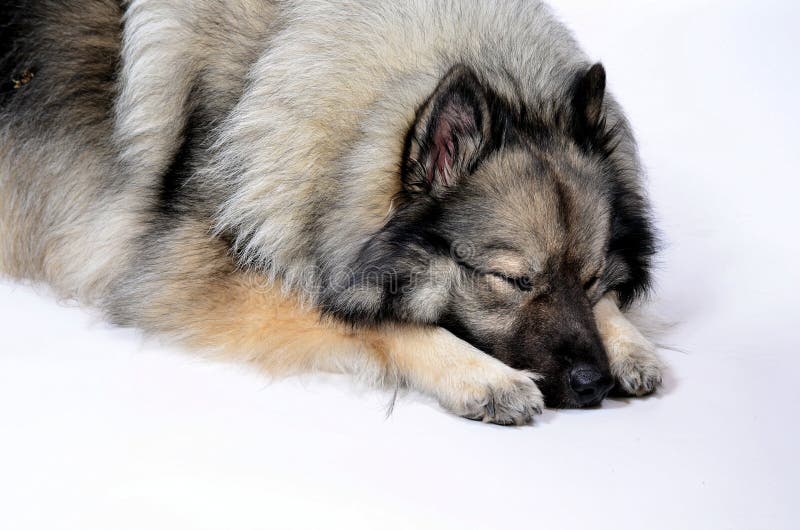 A sleeping dog stock image. Image of spitz, face, chill - 26656573