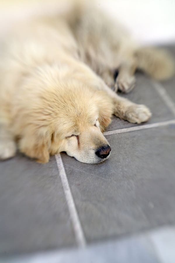 Sleeping dog stock image. Image of silent, fatigated, face - 640399