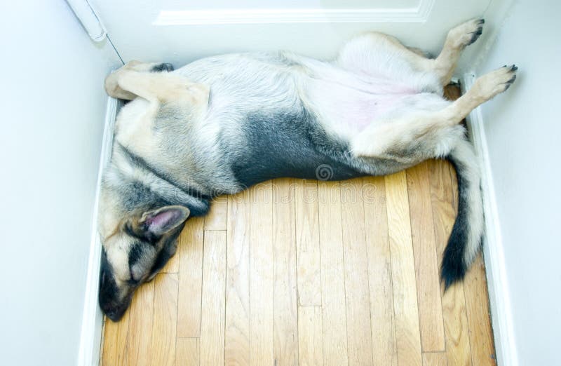 Dog Daze stock image. Image of brown, hound, daze, sleep - 583697