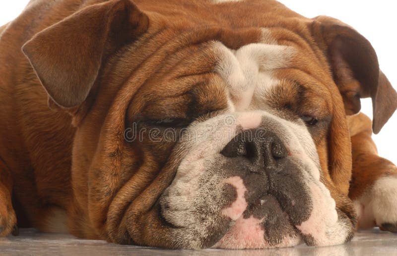 Sleeping dog stock photo. Image of mouth, ugly, purebred - 6874846