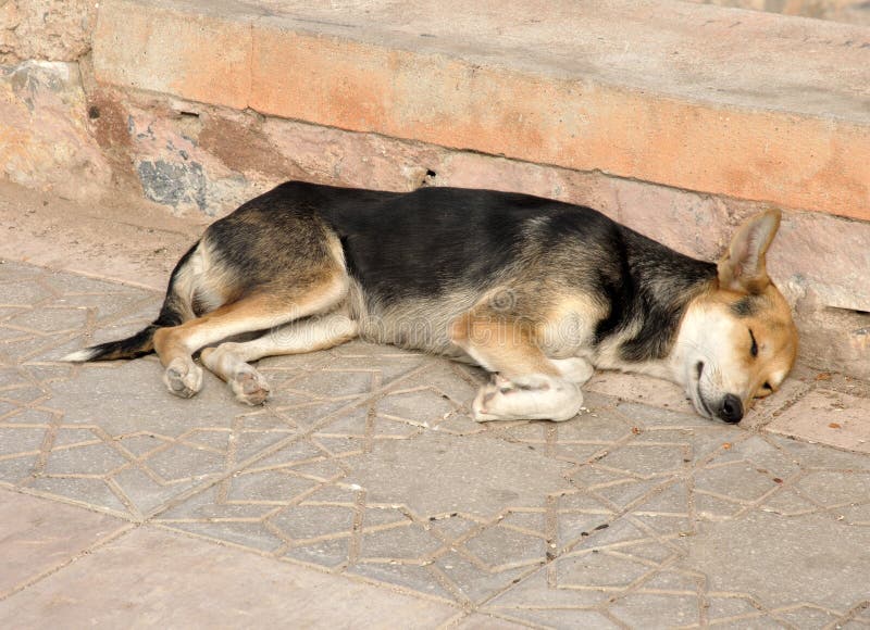 Dead (or Sleeping) Stray Dog Stock Photo - Image of lying, died: 32814792